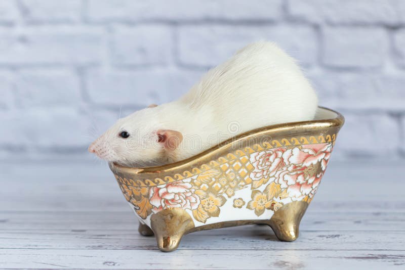 A Cute White Decorative Rat Takes a Bath. Cleanliness and Hygiene Stock ...