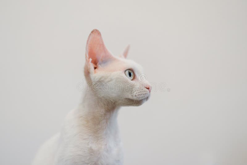 Devon Rex Cat face stock photo. Image of brown, portrait - 112296594