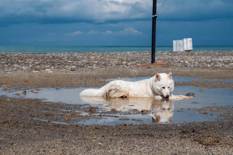 A Cute White Dog is Cooling Down and Relaxing in the Puddle Stock Image ...