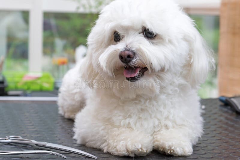 Cute White Dog with Scissors Stock Image - Image of adorable, domestic ...