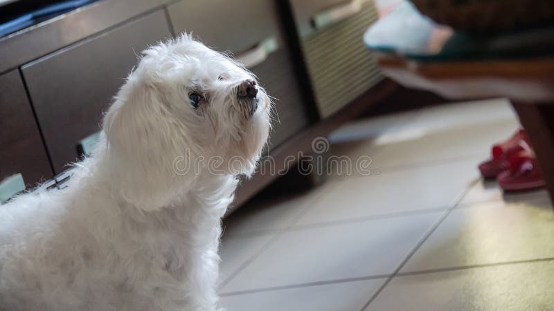 Cute White Dog with a Serious Face Stock Image - Image of portrait ...