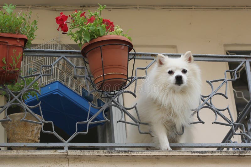 Cute white dog stock image. Image of friend, terrace - 48602513