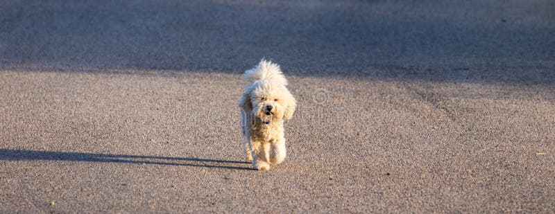 Cute White Dog, Walking Alone at Sunset Stock Image - Image of walking ...