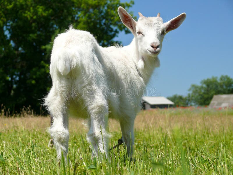 Cute white domestic goat stock photo. Image of grass - 19676892