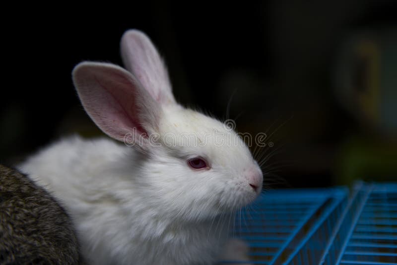 A Cute White Domestic Rabbit Stock Photo - Image of china, emotion ...