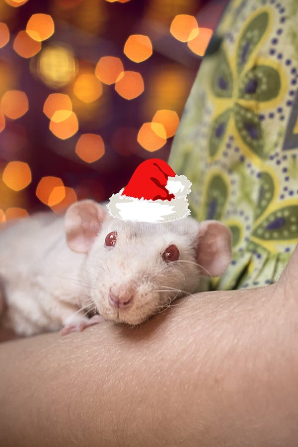 Cute White Domestic Rat in the Hands Stock Image - Image of hair ...