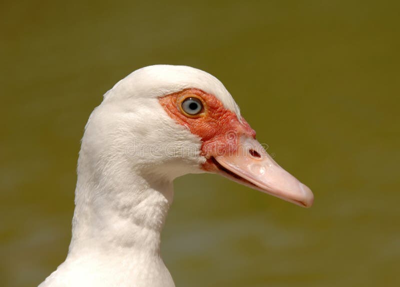 Cute White Duck Picture. Image: 3704821