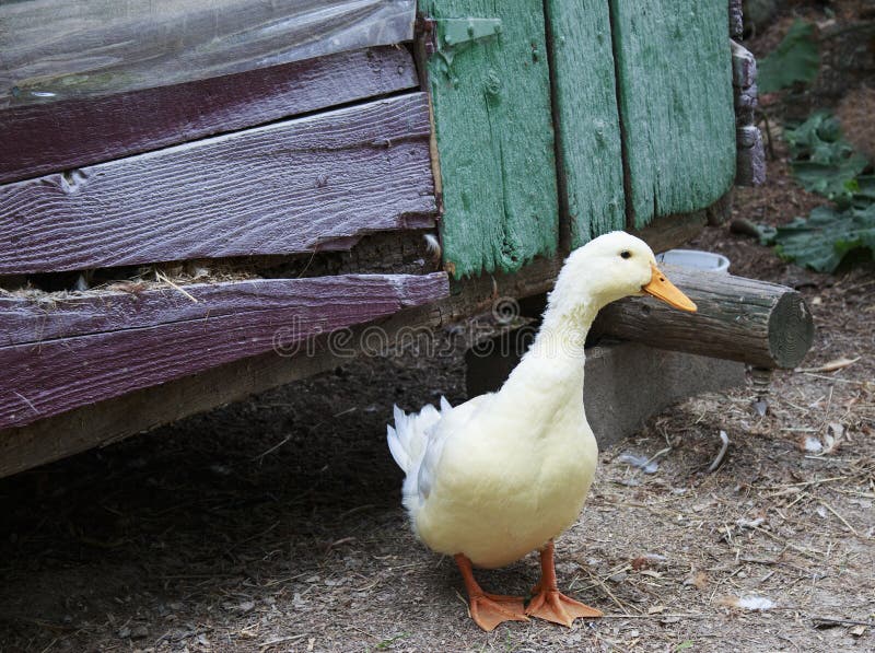 Cute White Duck Walking Around the Barn Yard Stock Photo - Image of ...