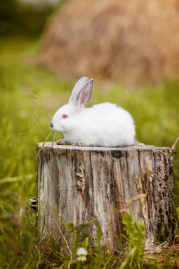 A Cute White Easter Bunny is Sitting on a Stump in a Meadow. Spring ...