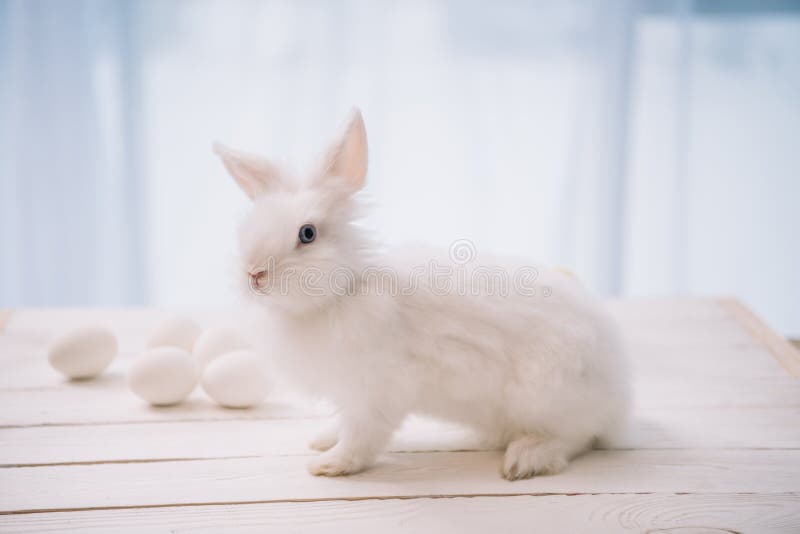 Cute White Easter Rabbit Sitting on Table Stock Photo - Image of rabbit ...