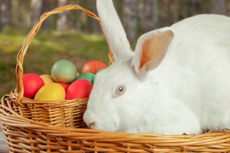 Cute white Ester rabbit stock photo. Image of decoration - 39022266