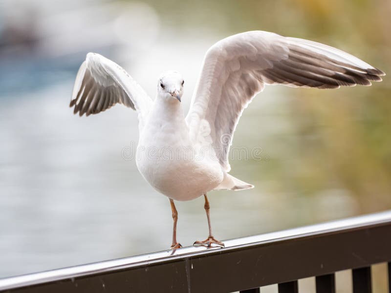 Cute White European Herring Gull Getting Ready To Fly in the Middle of ...
