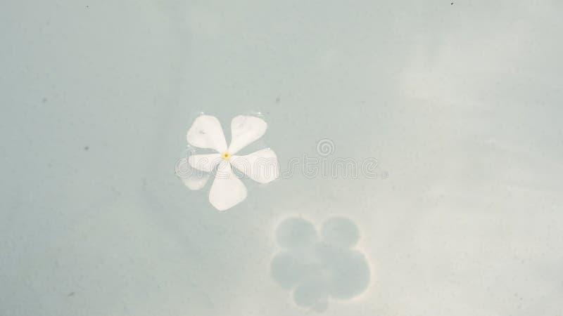 Cute White Flower Floading in Clear Water Background in Sun Light ...