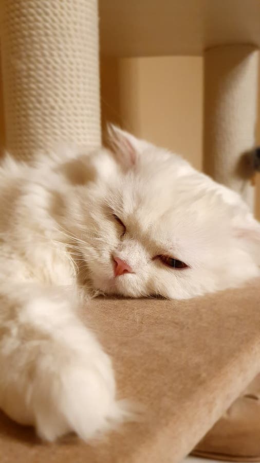 A Cute, White Fluffy Cat Falls Asleep Stock Image - Image of asleep ...