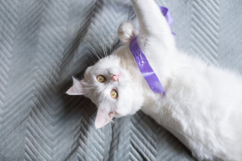 Cute White Fluffy Cat Lying Bed Playing Ribbon Stock Photos - Free ...