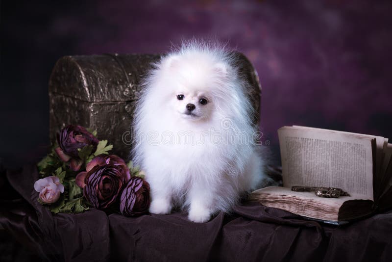 Cute White fluffy puppy stock photo. Image of friendly - 112737204