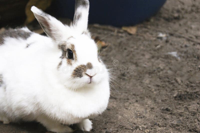 Cute White Fluffy Rabbit Outdoors Stock Image - Image of little, animal ...
