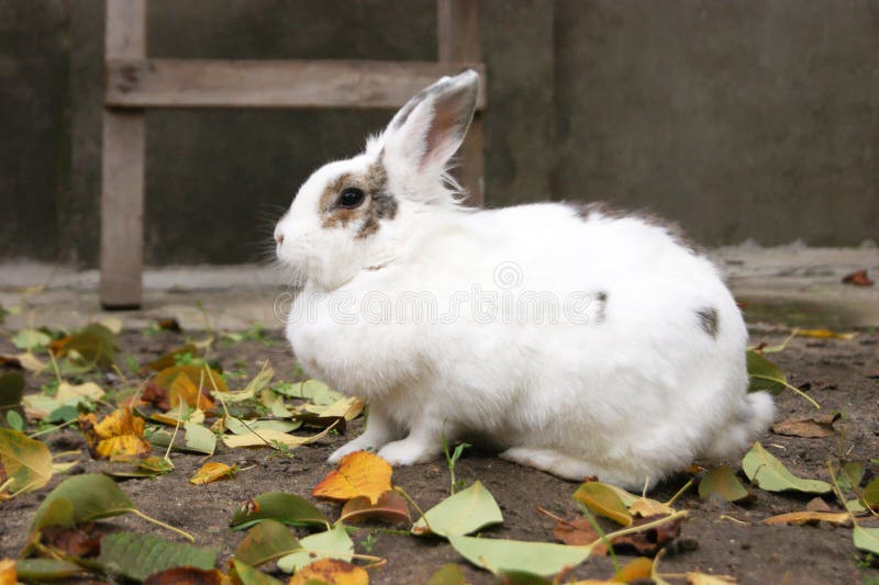 Cute White Fluffy Rabbit Outdoors Stock Photo - Image of meadow, lawn ...