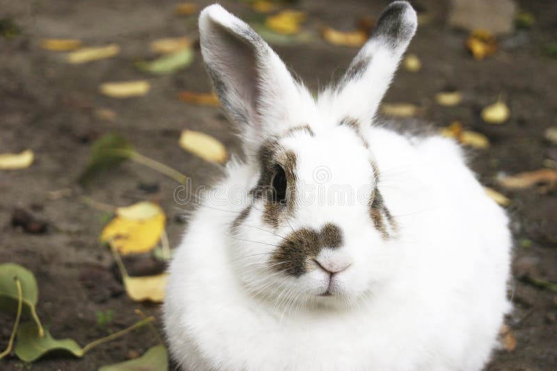 Cute White Fluffy Rabbit Outdoors Stock Photo - Image of animal ...