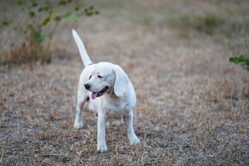 A Cute White Fur Beagle Dog Standing on the Dead Grass Field Stock ...