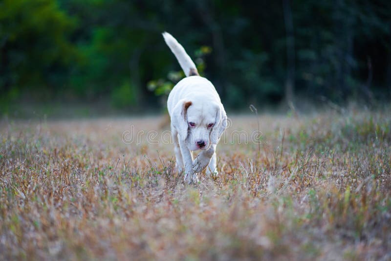 A Cute White Fur Beagle Dog Walking on the Dead Grass Field Stock Image ...