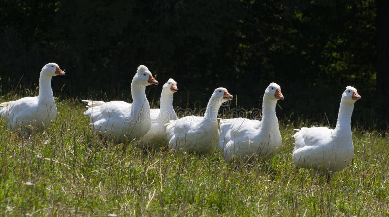 Cute White Geese on a Pasture Stock Image - Image of meadow, fresh ...