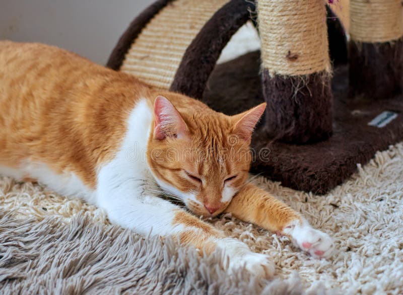 Cute White and Ginger Cat Sleeping on a Rug Stock Image - Image of ...