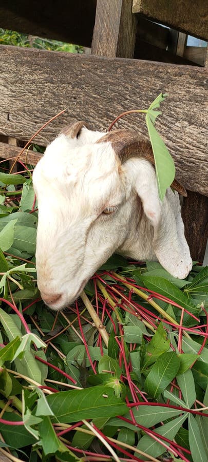 Cute White Goat Eating Casava Leaves Stock Image - Image of peacefully ...