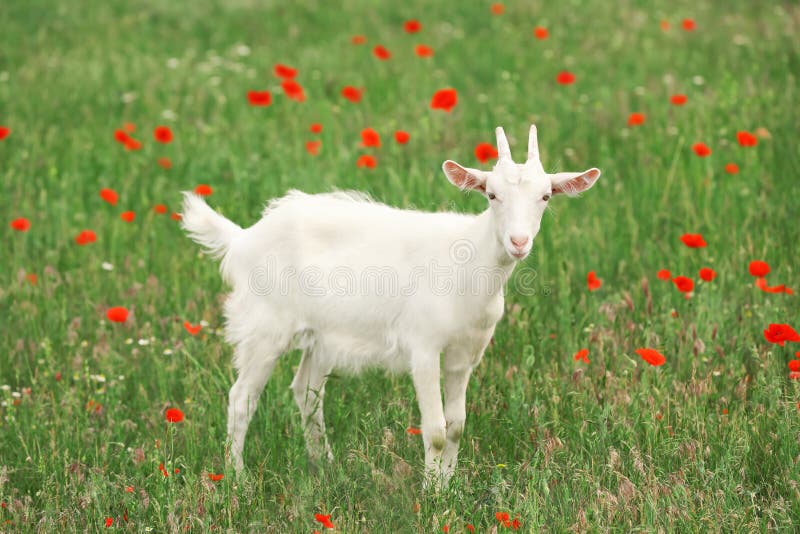 Cute Goat in Field. Animal Husbandry Stock Photo - Image of environment ...