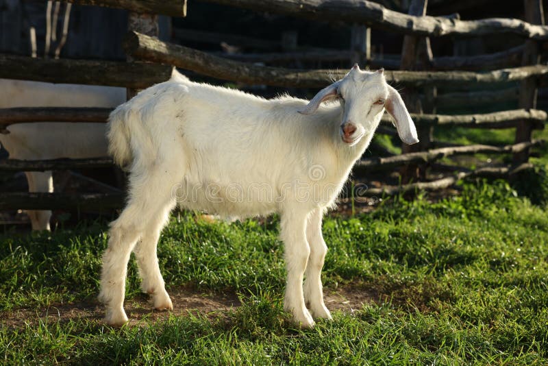 Cute White Goat on Green Grass at Farm Stock Image - Image of horn ...
