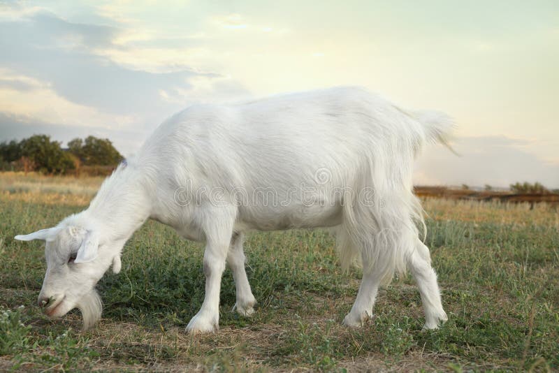 Cute White Goat on Pasture. Animal Husbandry Stock Photo - Image of ...