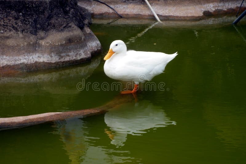A Cute White Goose Looking Sleepy Stock Image - Image of closeup, goose ...