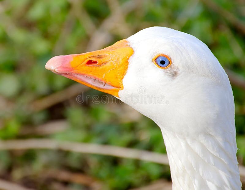 Cute White Goose Natural Deep Blue Eyes Stock Photos - Free & Royalty ...