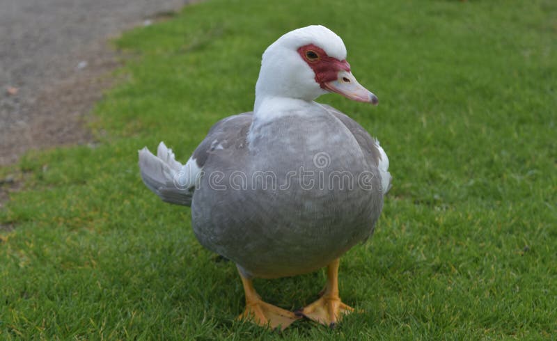 Really Cute Duck with a Large Bill Stock Photo - Image of ornithology ...