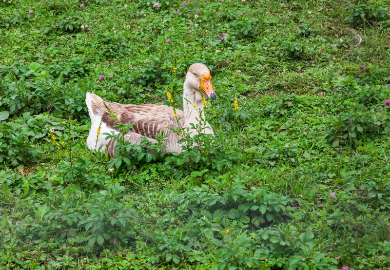 Cute White and Gray Seating Duck on the Grass. Side View of White Duck ...