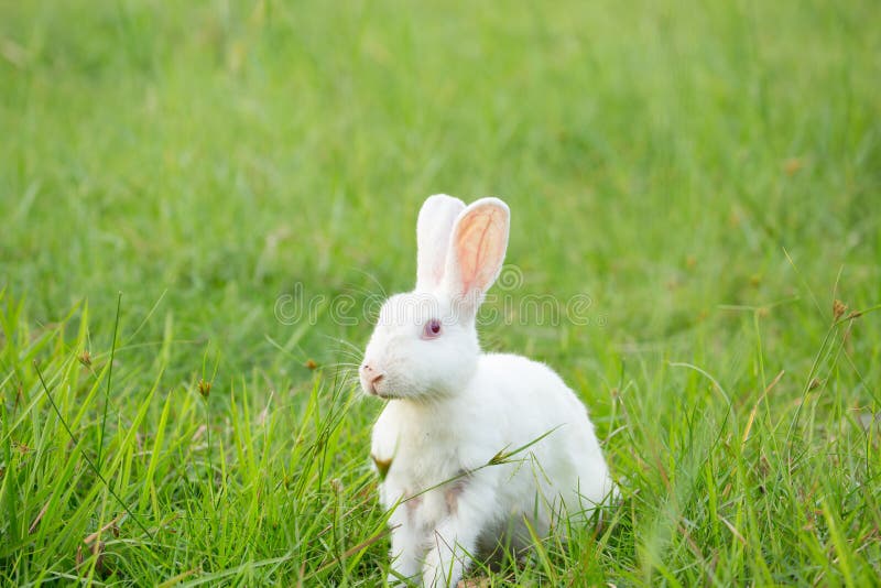 Cute White Hair Bunny in the Garden. Stock Photo - Image of beautiful ...