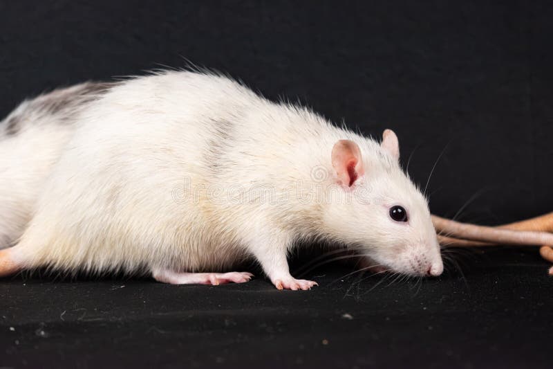 Husky pet rat stock image. Image of background, portrait - 321981081