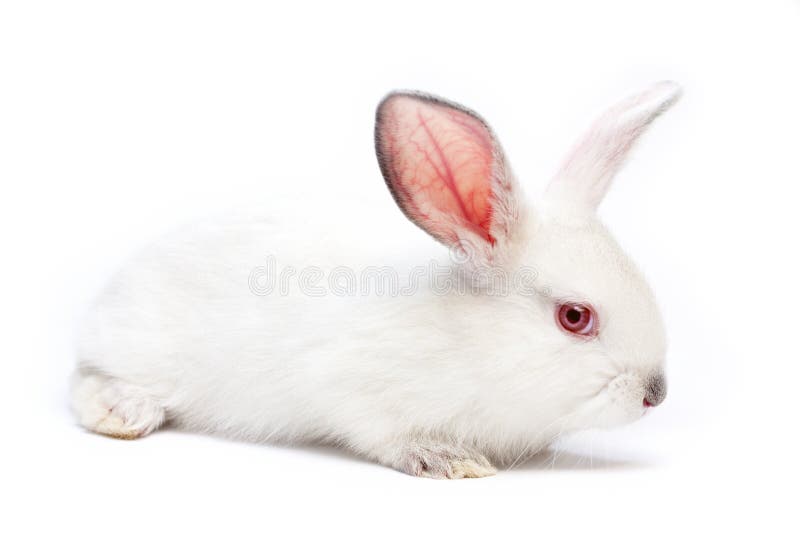 Cute White Isolated Baby Rabbit Stock Photo - Image of cute, small ...