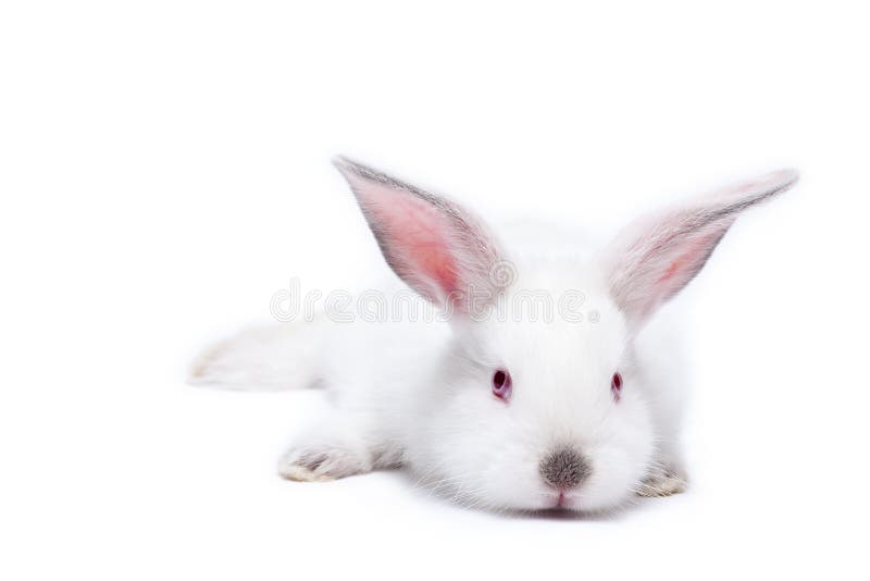 Cute White Isolated Baby Rabbit Stock Image - Image of claw, white ...