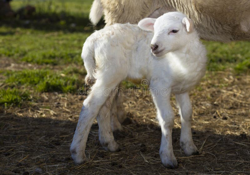 Cute White Lamb Standing Next To Its Mother Stock Photo - Image of ...