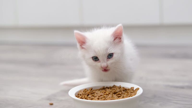 Cute White Kitten Eating Food from a Bowl on the Floor Stock Video ...