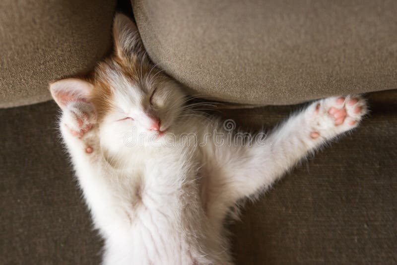 Cute White Kitten with Ginger Head Lying on the Back and Sleeping on a ...