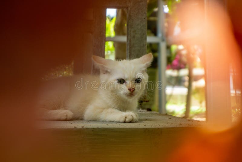 Cute White Kitten Looking. White Little Cat Playing in the Garden Stock ...