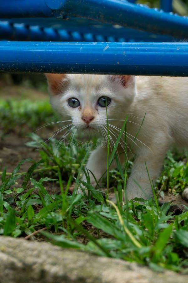Cute White Kitten Looking. White Little Cat Playing in the Garden Stock ...