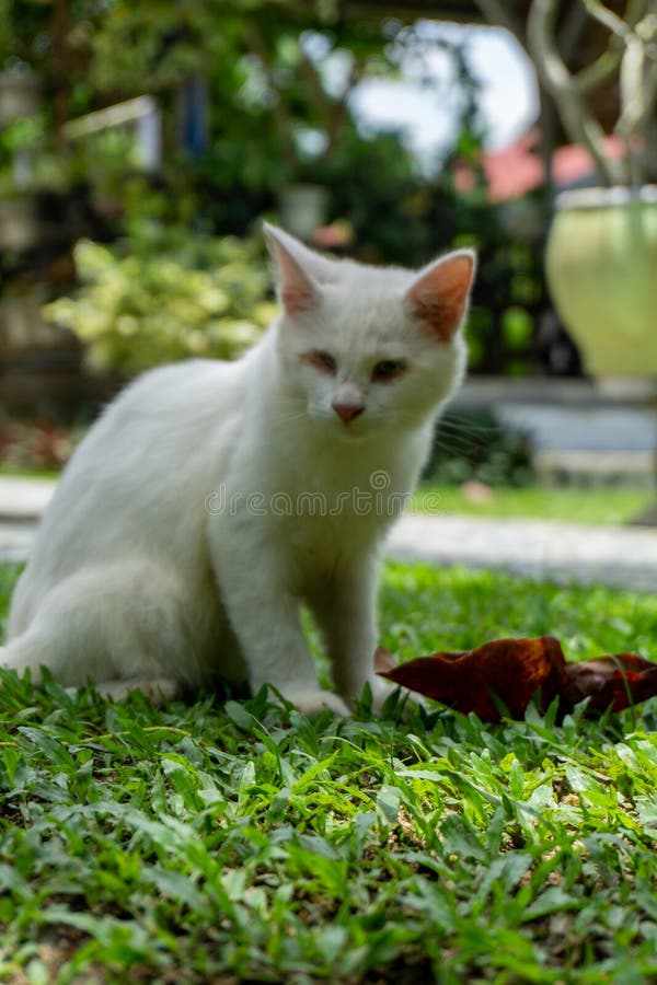 White Little Cat with Eye Problem. Cat with Mutilated Blind Eyes. Cat ...