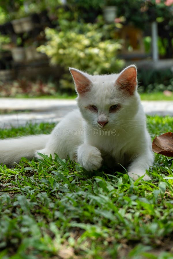 White Little Cat with Eye Problem. Cat with Mutilated Blind Eyes. Cat ...