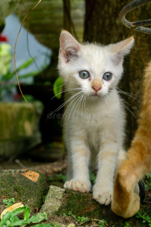 Cute White Kitten Looking. White Little Cat Playing in the Garden Stock ...