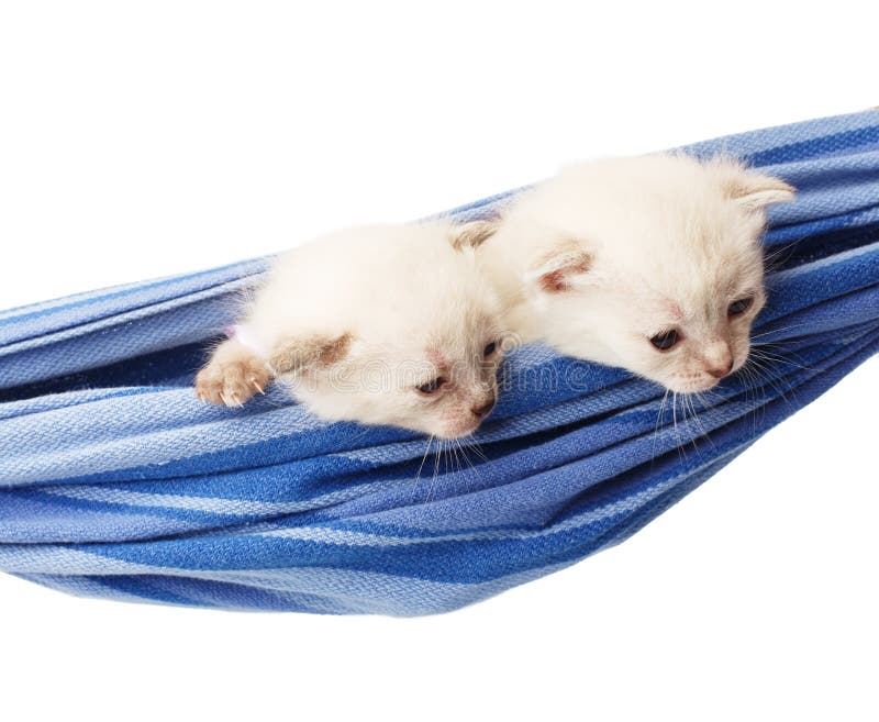 Cute White Kittens in a Hammock Stock Photo - Image of beautiful, rest ...