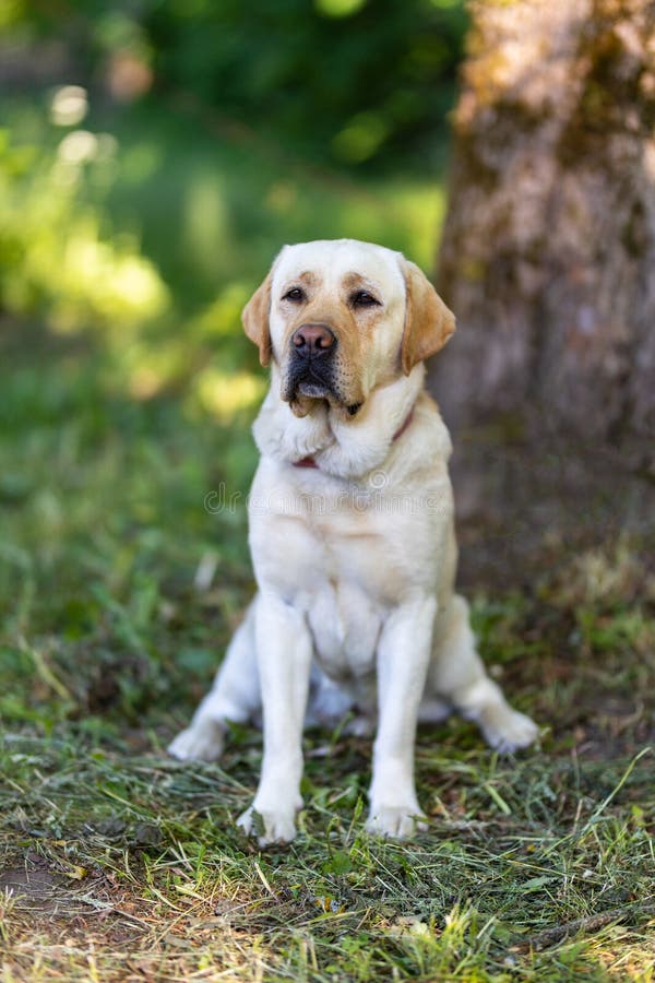 Cute white labrador dog stock photo. Image of purebred - 250513414