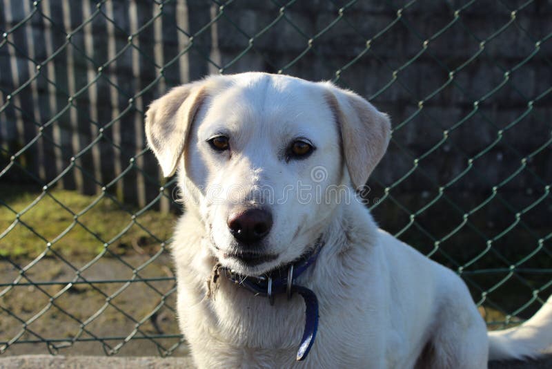 Cute White Labrador Dog Smile Stock Photo - Image of beautiful, head ...